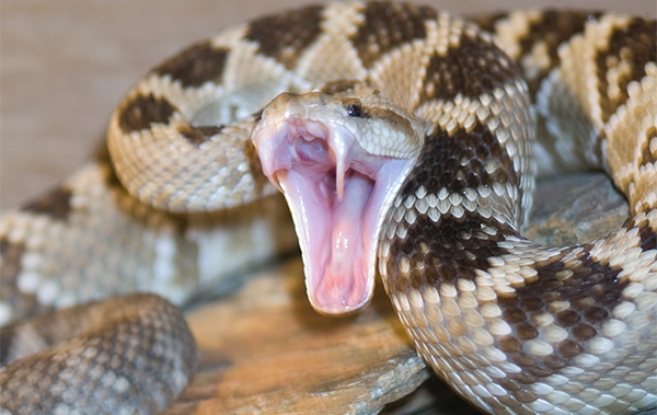 Urgent Care Management of Animal Bites and Stings