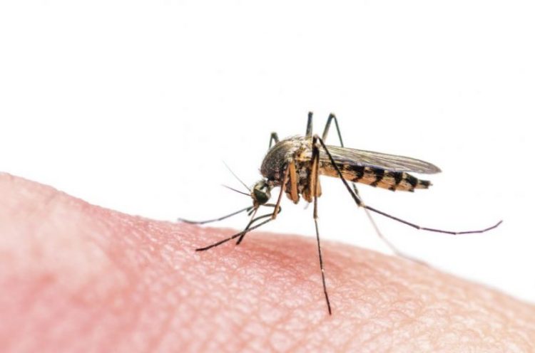 Update: CDC Issues Another New Guidance for Zika Virus Testing ... Update: CDC Issues Another New Guidance for Zika Virus Testing ...